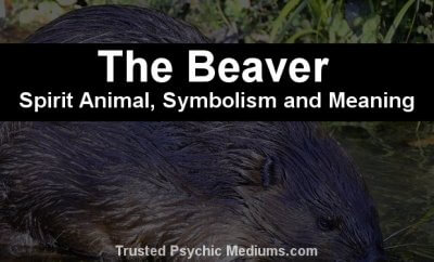 The Beaver Spirit Animal - A Complete Guide to Meaning and Symbolism.