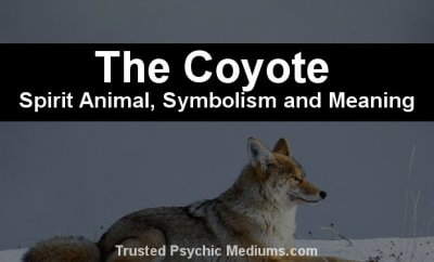 The Coyote Spirit Animal - A Complete Guide to Meaning and Symbolism.