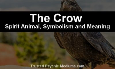 The Crow Spirit Animal - A Complete Guide to Meaning and Symbolism.