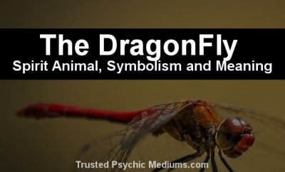 The Dragonfly Spirit Animal - A Complete Guide.