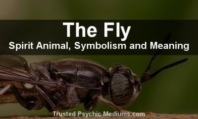 The Fly Spirit Animal - A Complete Guide to Meaning and Symbolism.