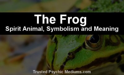 The Frog Spirit Animal - A Complete Guide to Meaning and Symbolism.