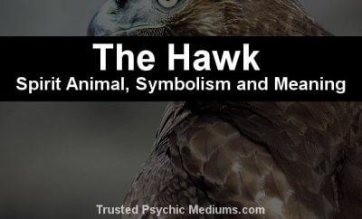 The Hawk Spirit Animal - A Complete Guide to Meaning and Symbolism.
