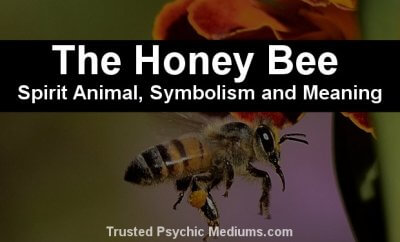 The Honey-Bee Spirit Animal - A Complete Guide.
