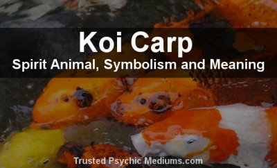 The Koi Spirit Animal - A Complete Guide to Meaning and Symbolism.