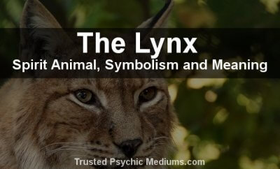 The Lynx Spirit Animal - A Complete Guide to Meaning and Symbolism.
