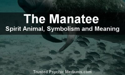 The Manatee Spirit Animal - A Complete Guide to Meaning and Symbolism.