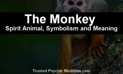 The Monkey Spirit Animal - A Complete Guide to Meaning and Symbolism.