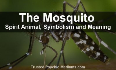 The Mosquito Spirit Animal - A Complete Guide to Meaning and Symbolism.