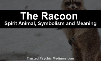 The Raccoon Spirit Animal - A Complete Guide to Meaning and Symbolism