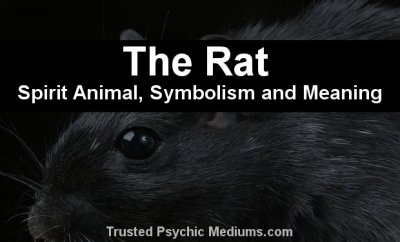 The Rat Spirit Animal - A Complete Guide to Meaning and Symbolism.