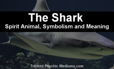 The Shark Spirit Animal - A Complete Guide to Meaning and Symbolism.
