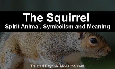 The Squirrel Spirit Animal - A Complete Guide to Meaning and Symbolism.