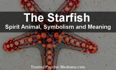 The Starfish Spirit Animal - A Complete Guide to Meaning and Symbolism.