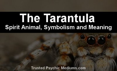 The Tarantula Spirit Animal - A Complete Guide.