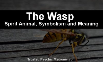 The Wasp Spirit Animal - A Complete Guide to Meaning and Symbolism.
