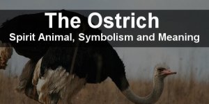 The Deer Spirit Animal - A Complete Guide to Meaning and Symbolism.