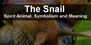 The Heron Spirit Animal - A Complete Guide to Meaning and Symbolism.