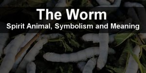 The Heron Spirit Animal - A Complete Guide to Meaning and Symbolism.